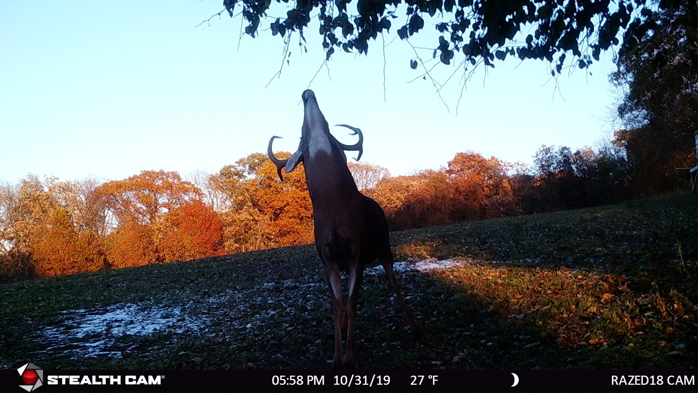 Raised Hunting