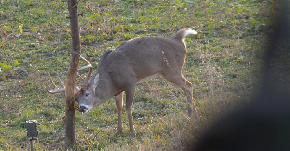Glandular Scents | Raised Scents | Glandular Whitetail Scents