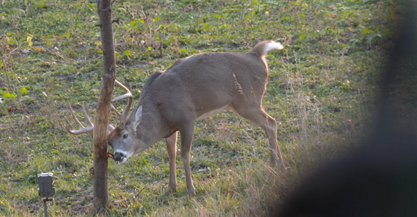 Glandular Scents | Raised Scents | Glandular Whitetail Scents
