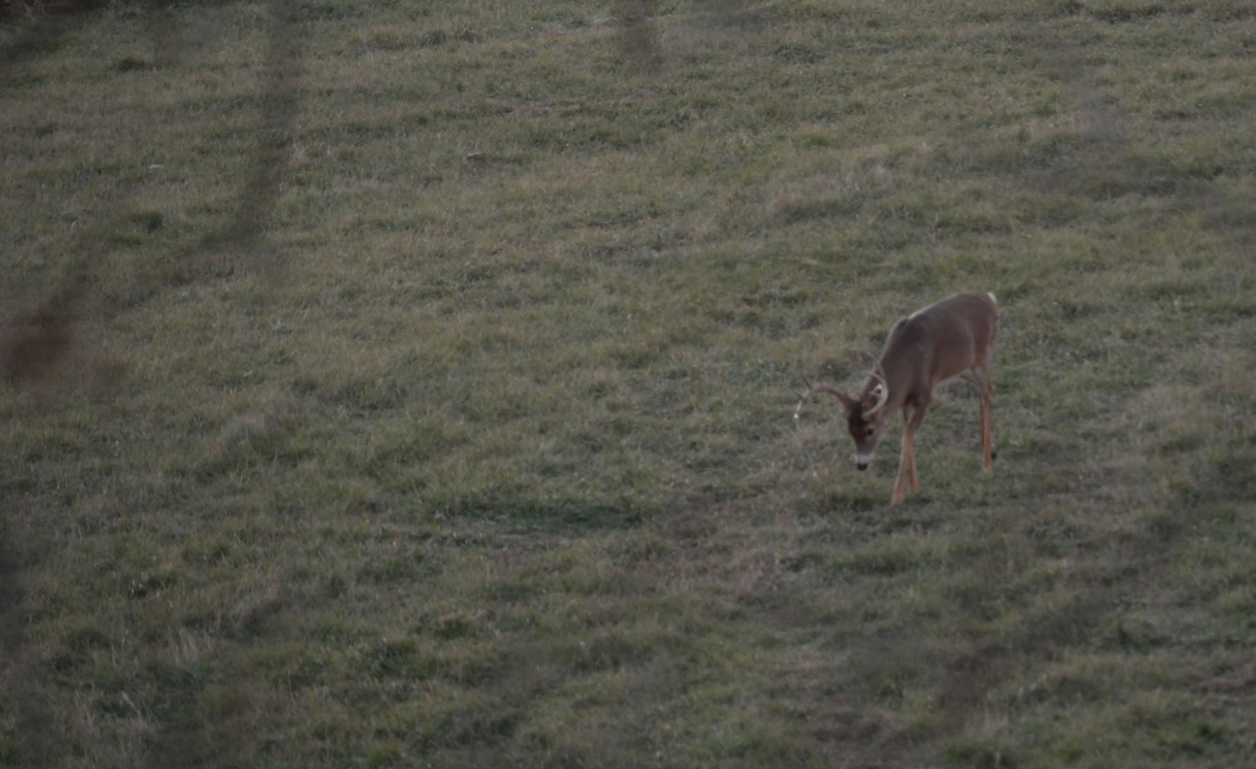 Glandular Scents | Raised Scents | Glandular Whitetail Scents